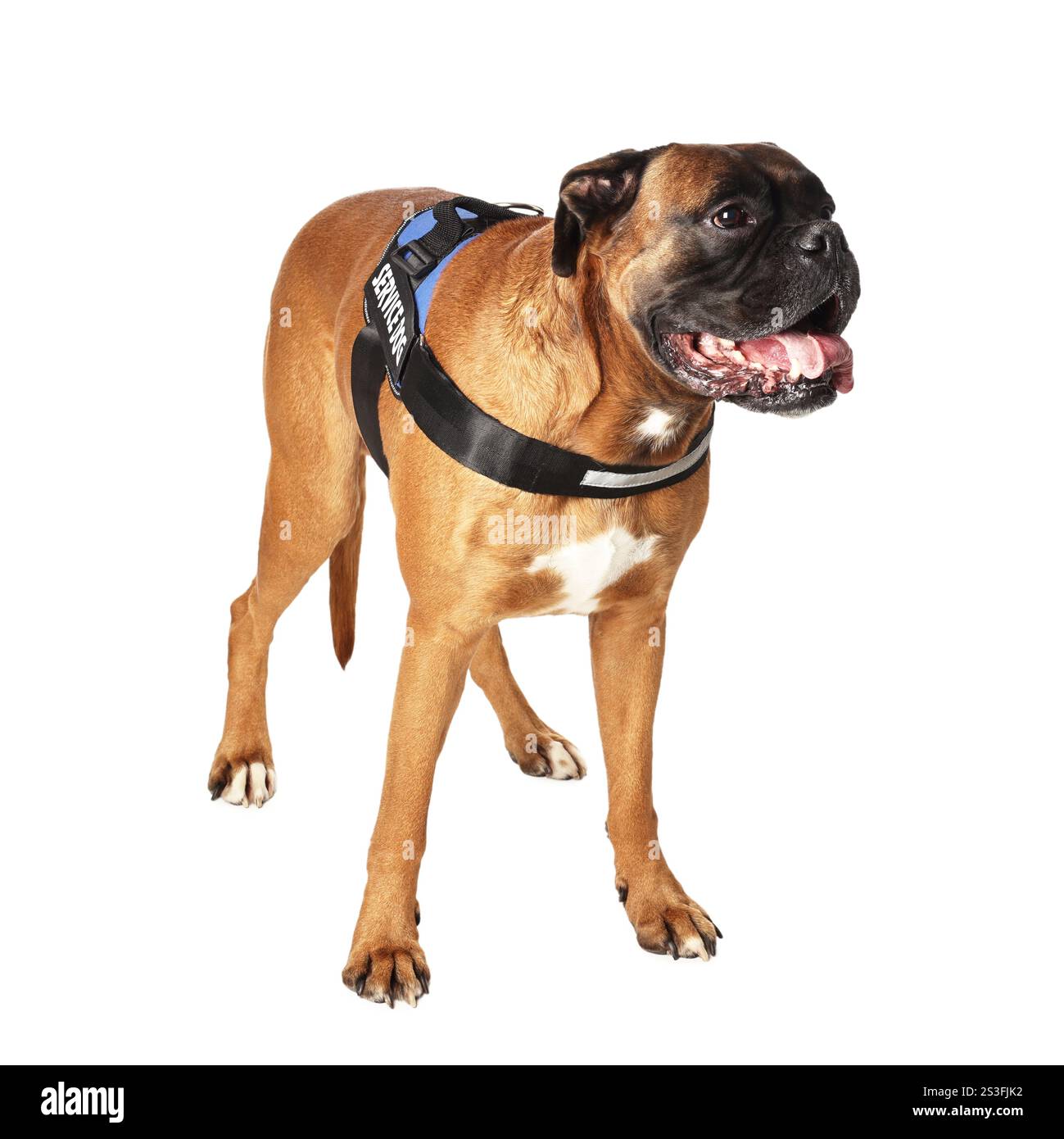Cute service dog in vest on white background Stock Photo - Alamy
