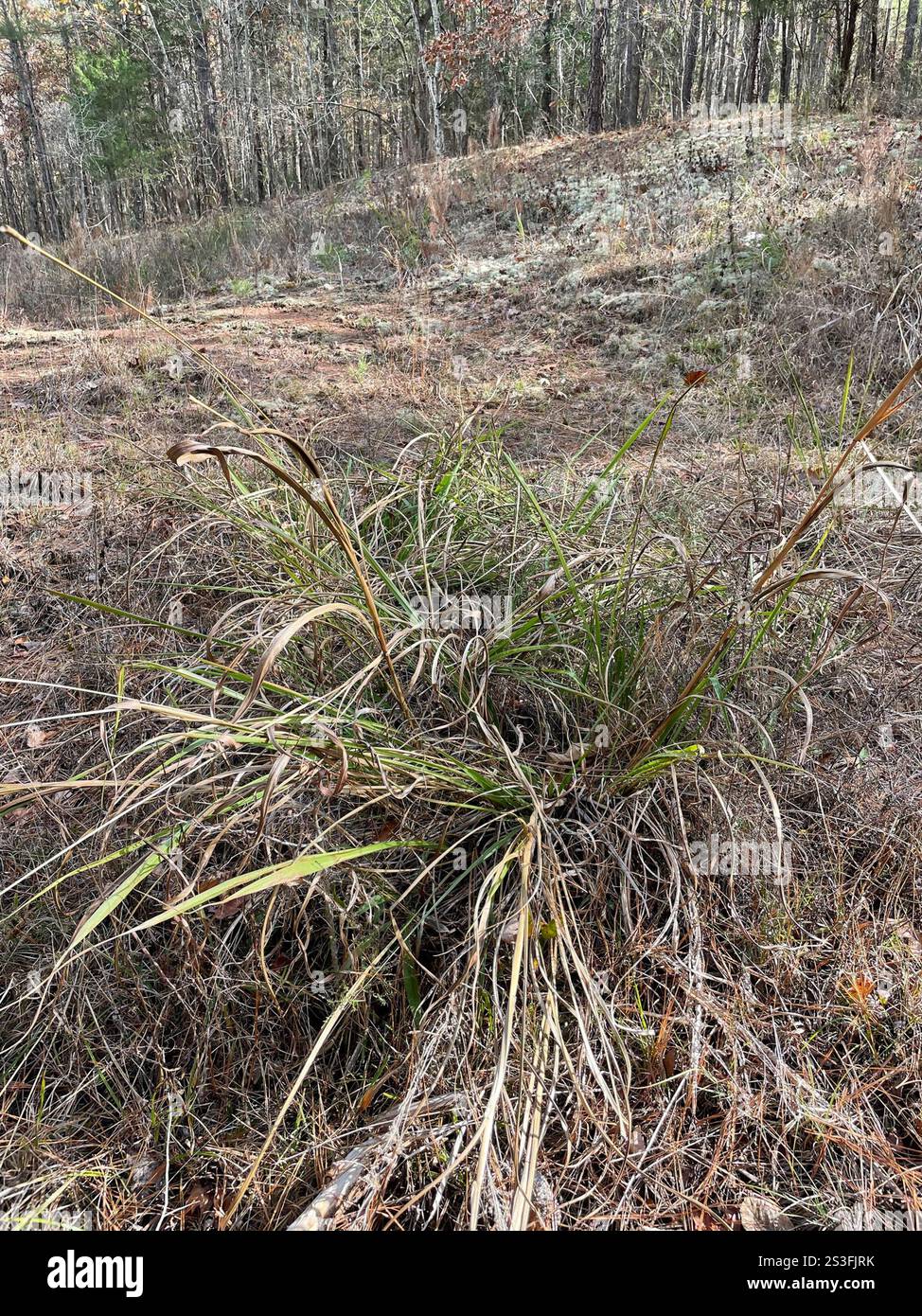 eastern gamagrass (Tripsacum dactyloides Stock Photo - Alamy