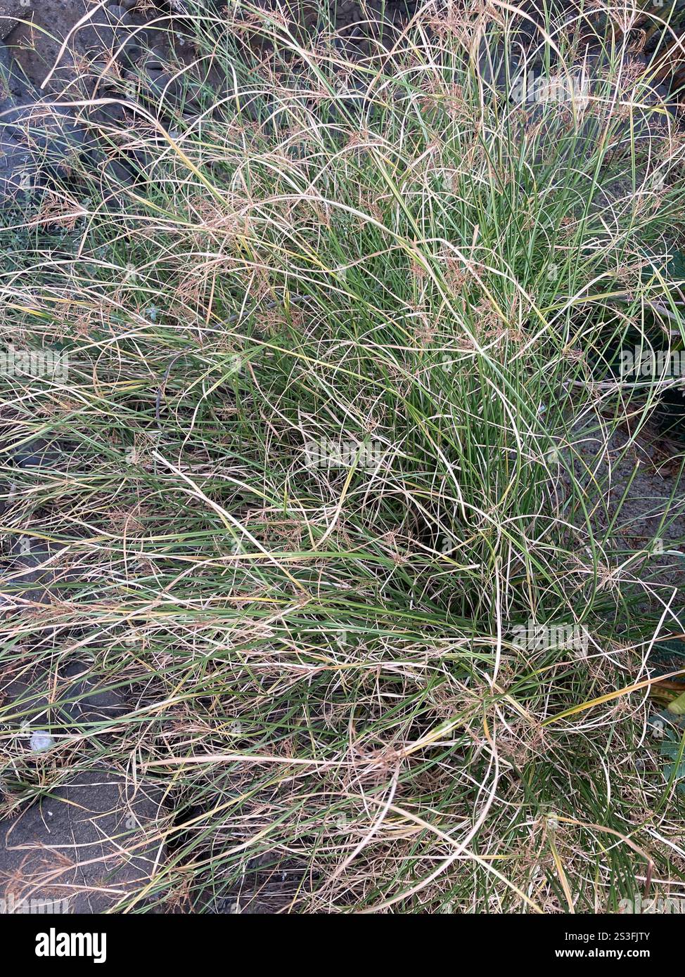 Slender cyperus (Cyperus distans Stock Photo - Alamy