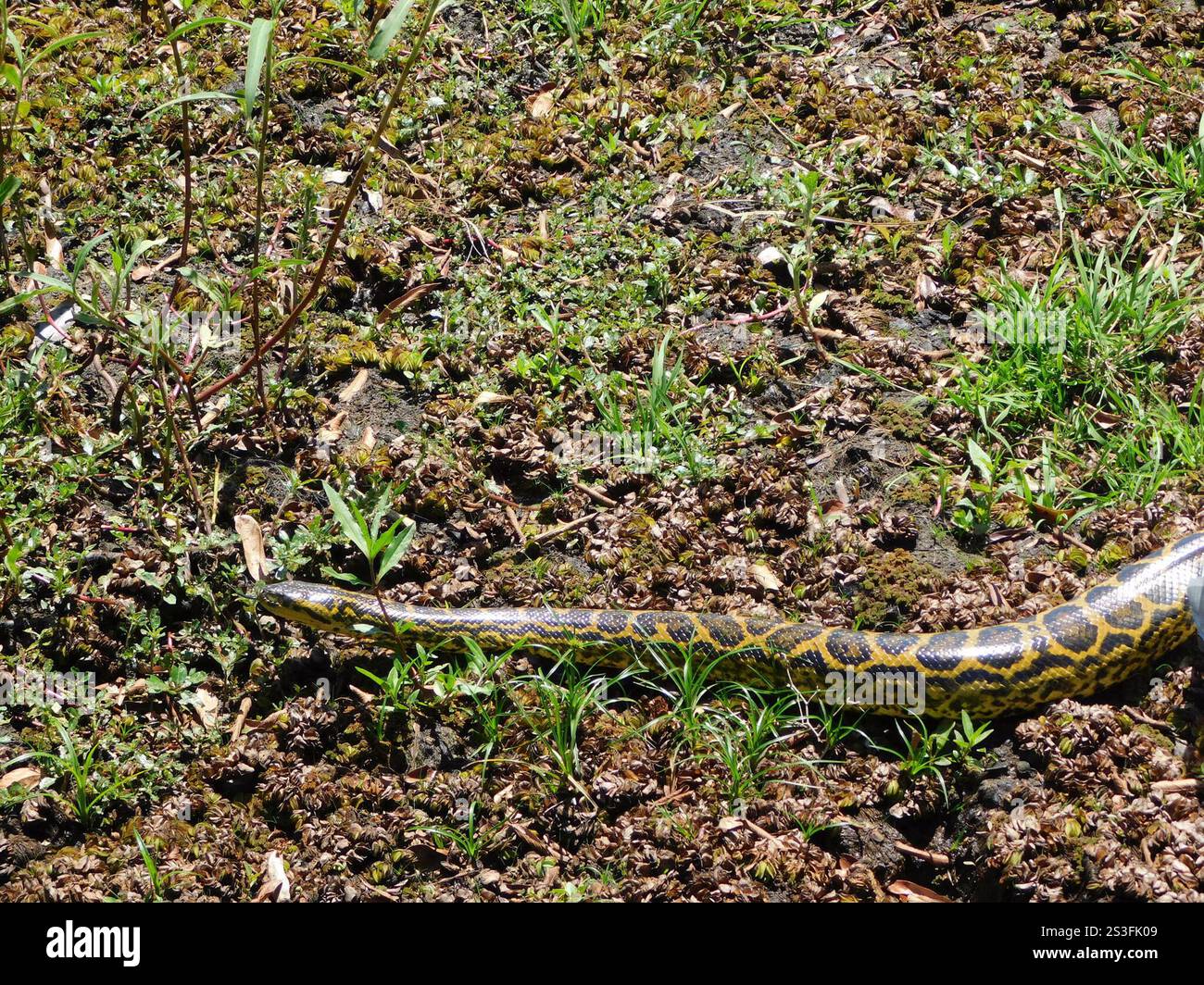 Yellow Anaconda (Eunectes notaeus Stock Photo - Alamy