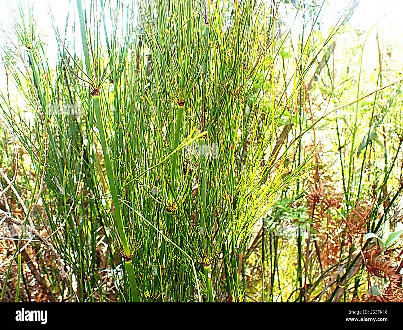 Broom reed (Elegia capensis Stock Photo - Alamy