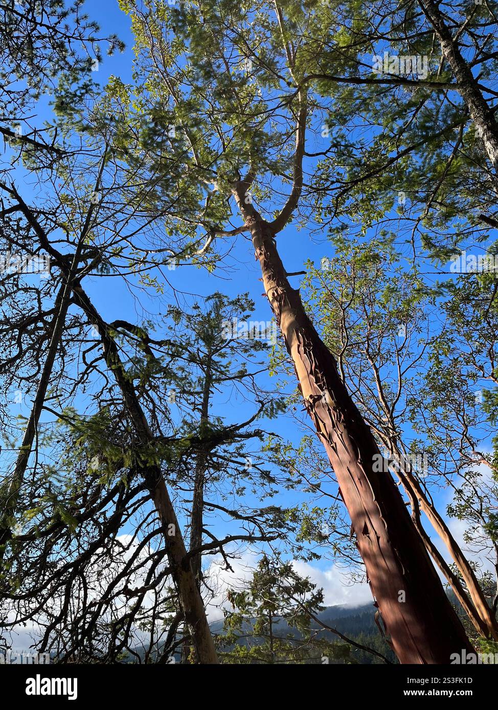 Pacific madrone (Arbutus menziesii Stock Photo - Alamy