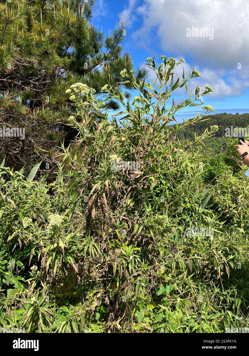 Whiteweed (Austroeupatorium inulifolium Stock Photo - Alamy