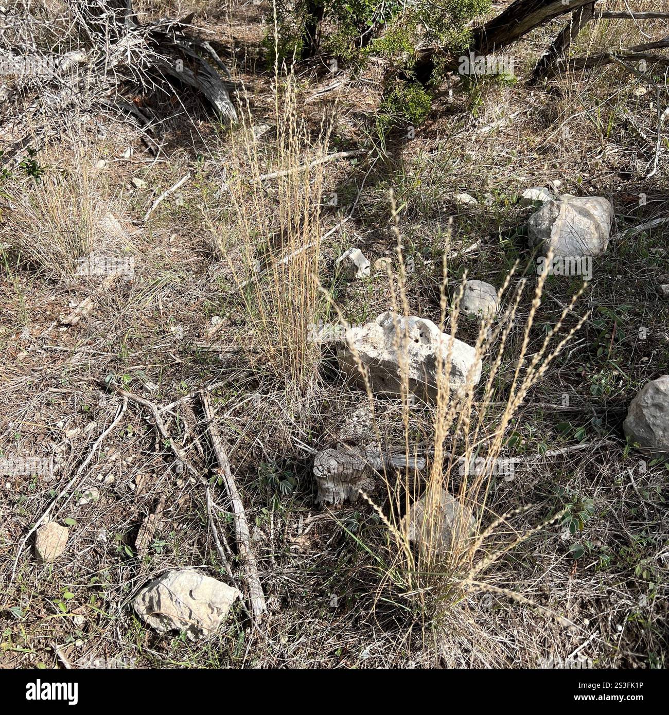 Slim Tridens (Tridentopsis mutica Stock Photo - Alamy