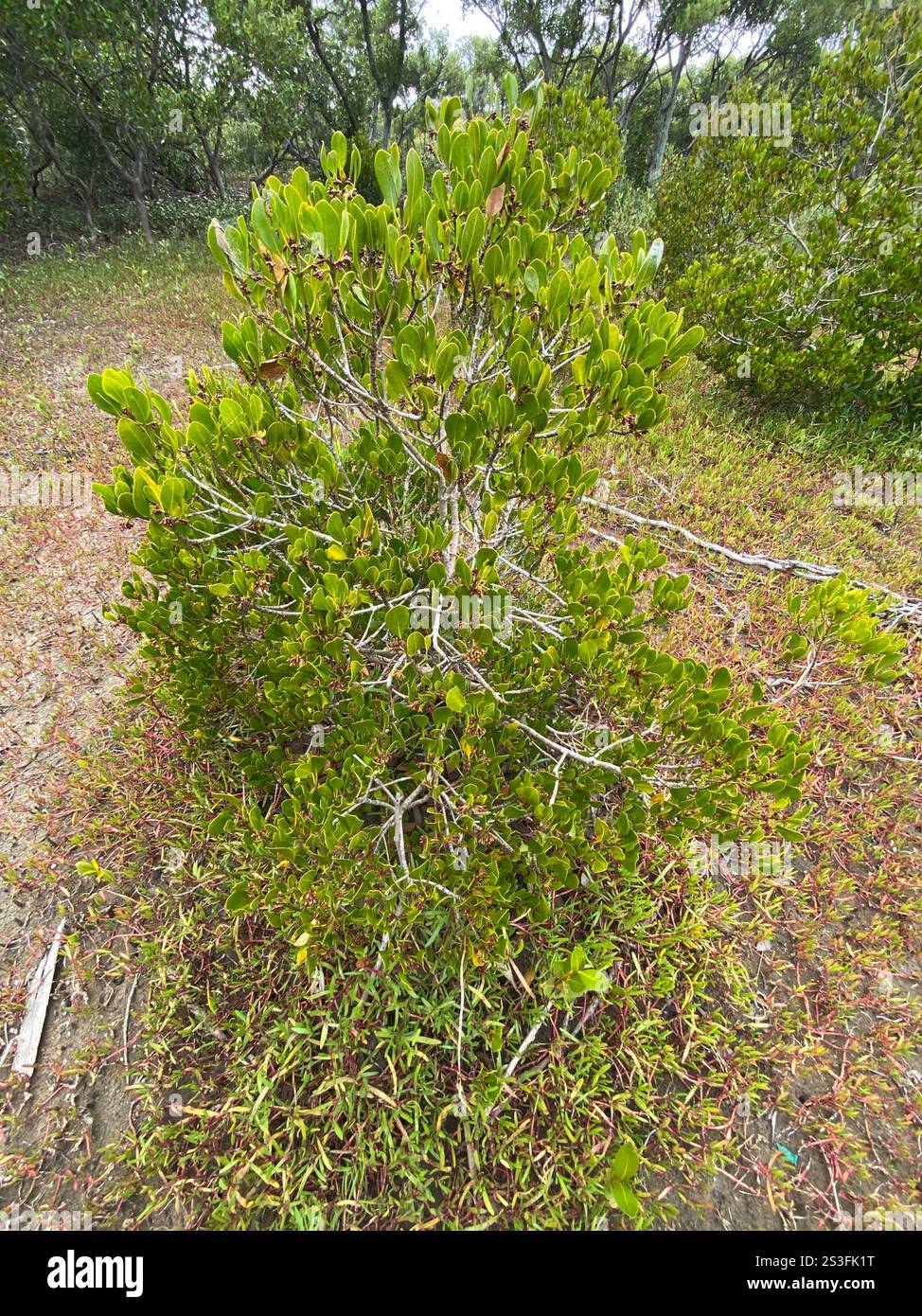 smooth-fruited yellow mangrove (Ceriops australis Stock Photo - Alamy