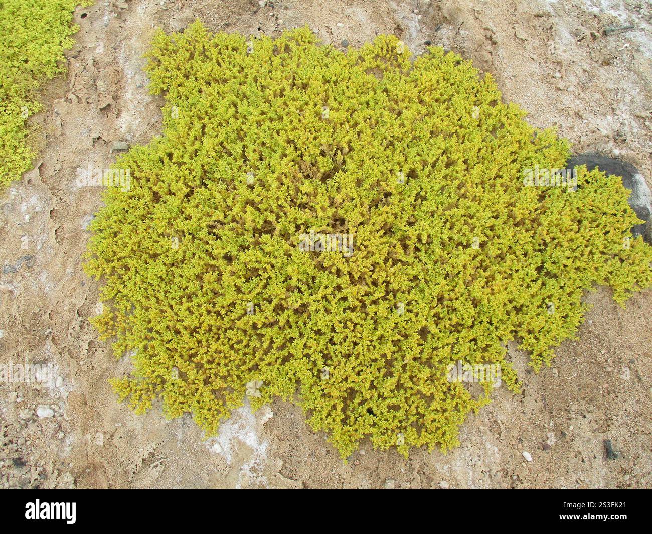 simple-leaved bean caper (Tetraena simplex Stock Photo - Alamy