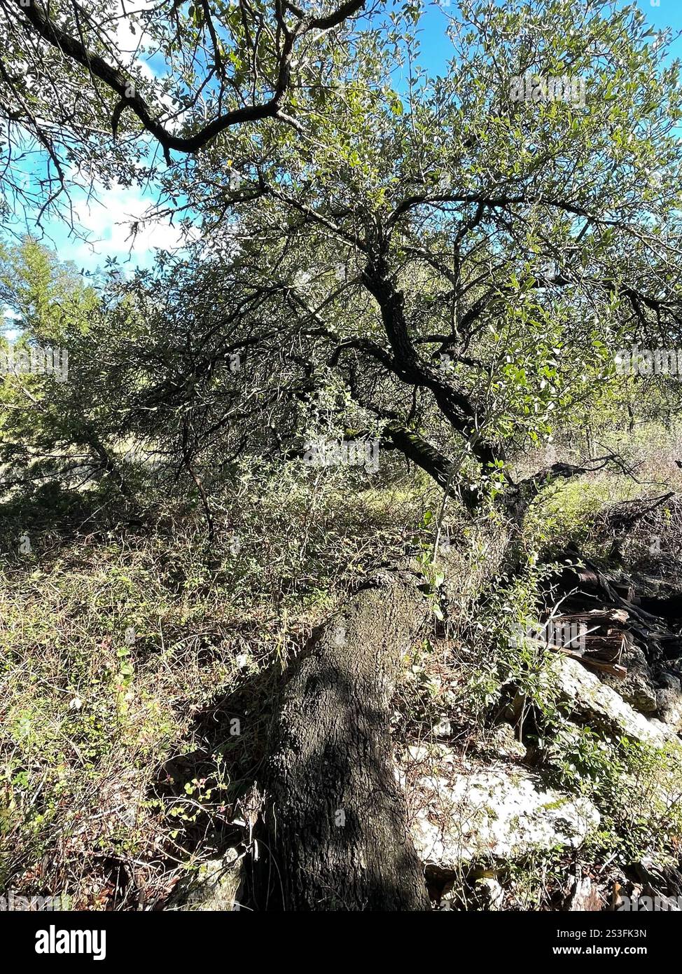 Texas live oak (Quercus fusiformis Stock Photo - Alamy