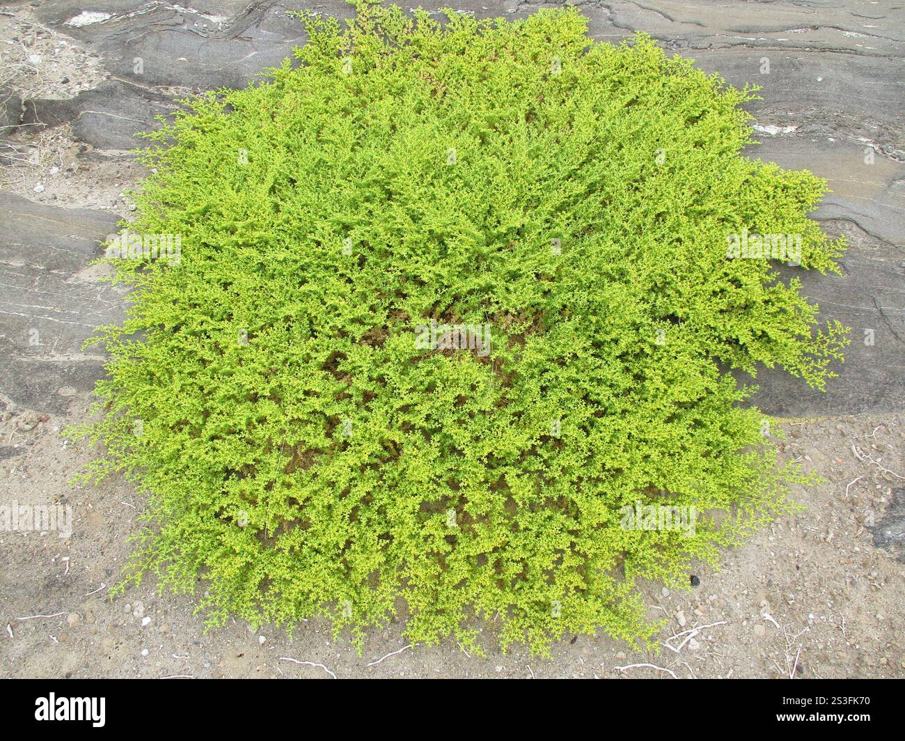 simple-leaved bean caper (Tetraena simplex Stock Photo - Alamy