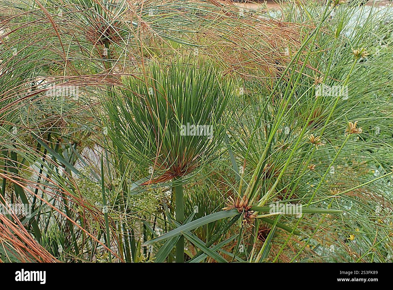 Papyrus sedge (Cyperus papyrus Stock Photo - Alamy