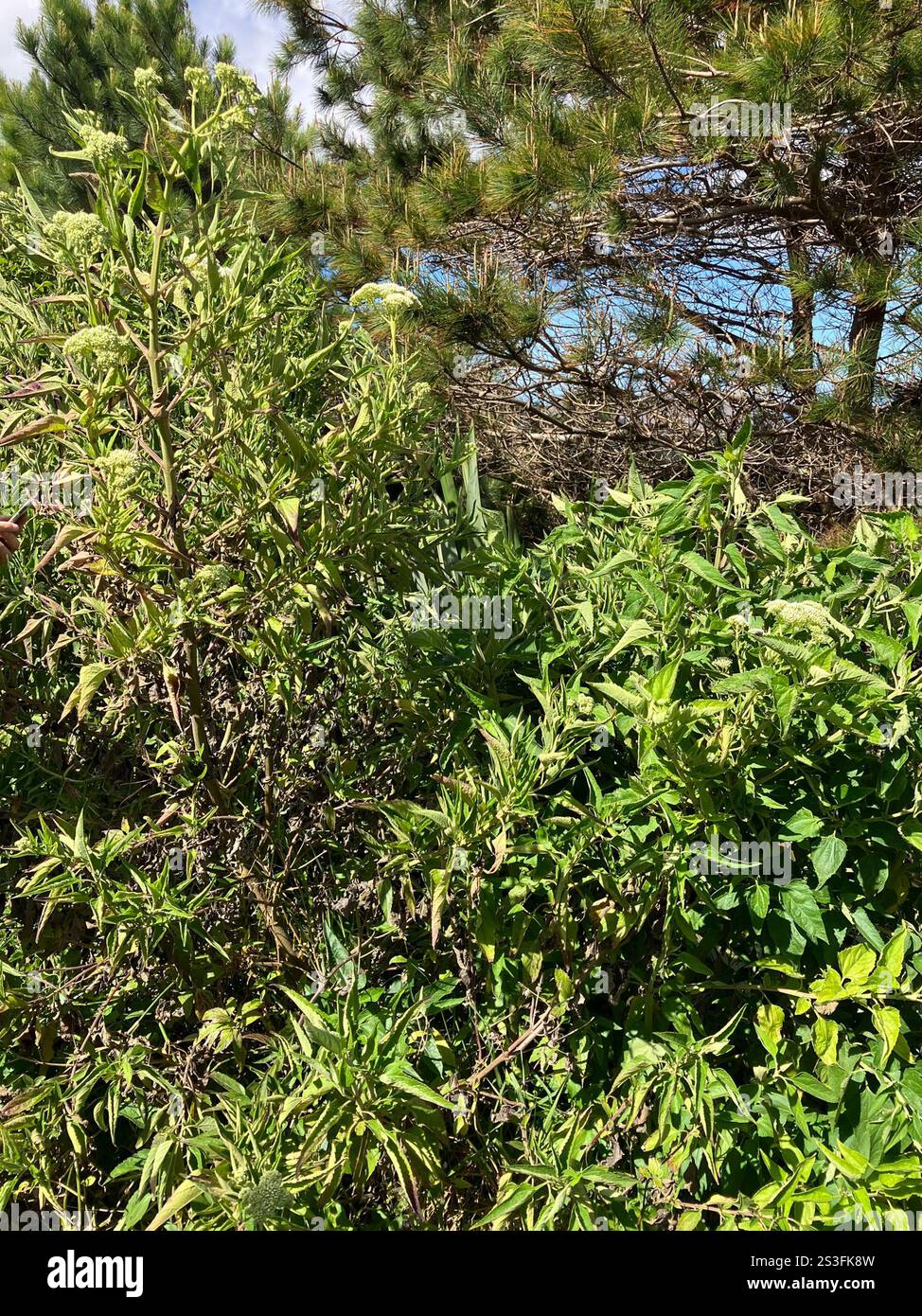 Whiteweed (Austroeupatorium inulifolium Stock Photo - Alamy