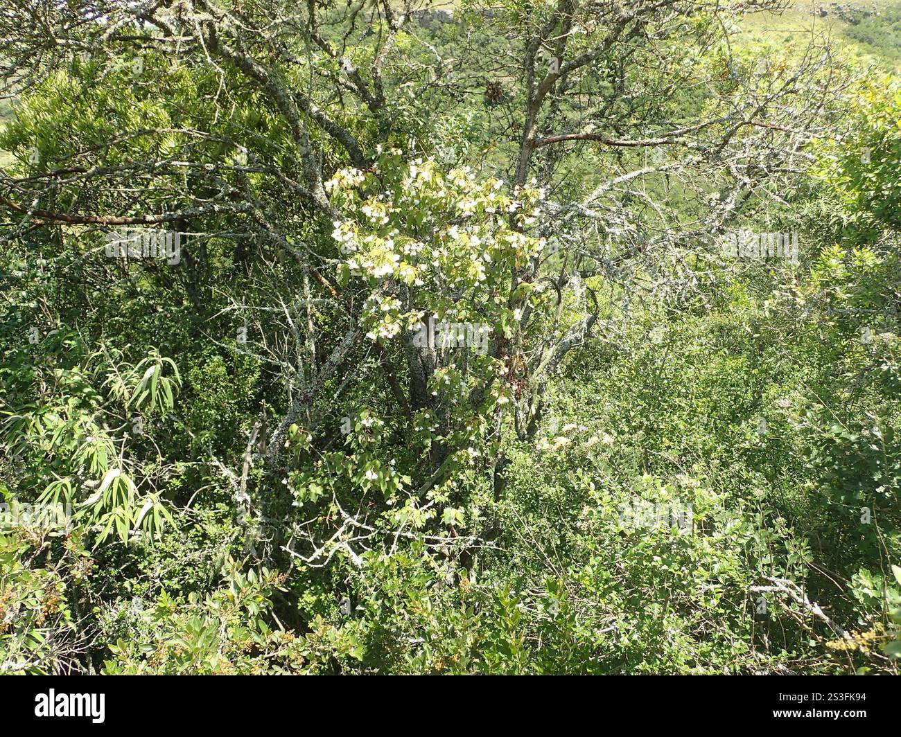 Forest Dombeya (Dombeya tiliacea Stock Photo - Alamy