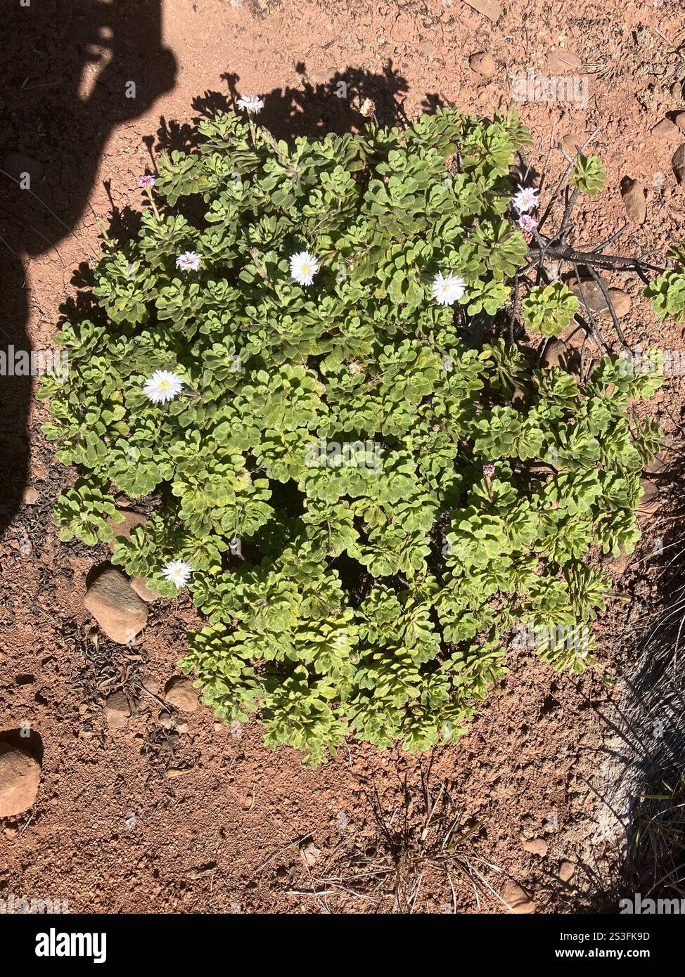 Scrubwood (Commidendrum rugosum Stock Photo - Alamy