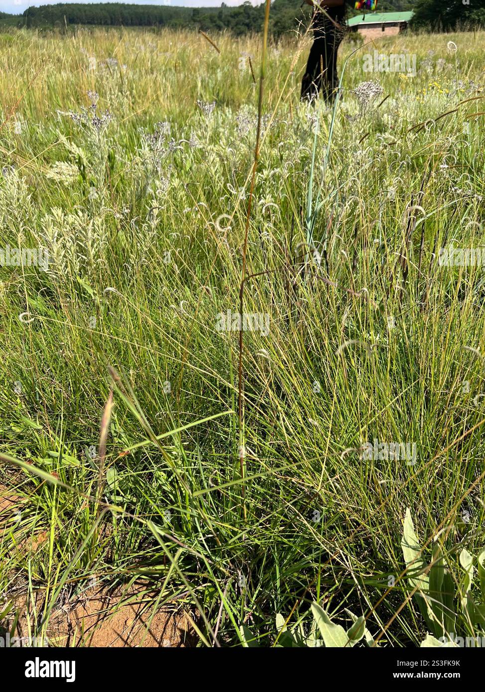 Kangaroo Grass (Themeda triandra Stock Photo - Alamy