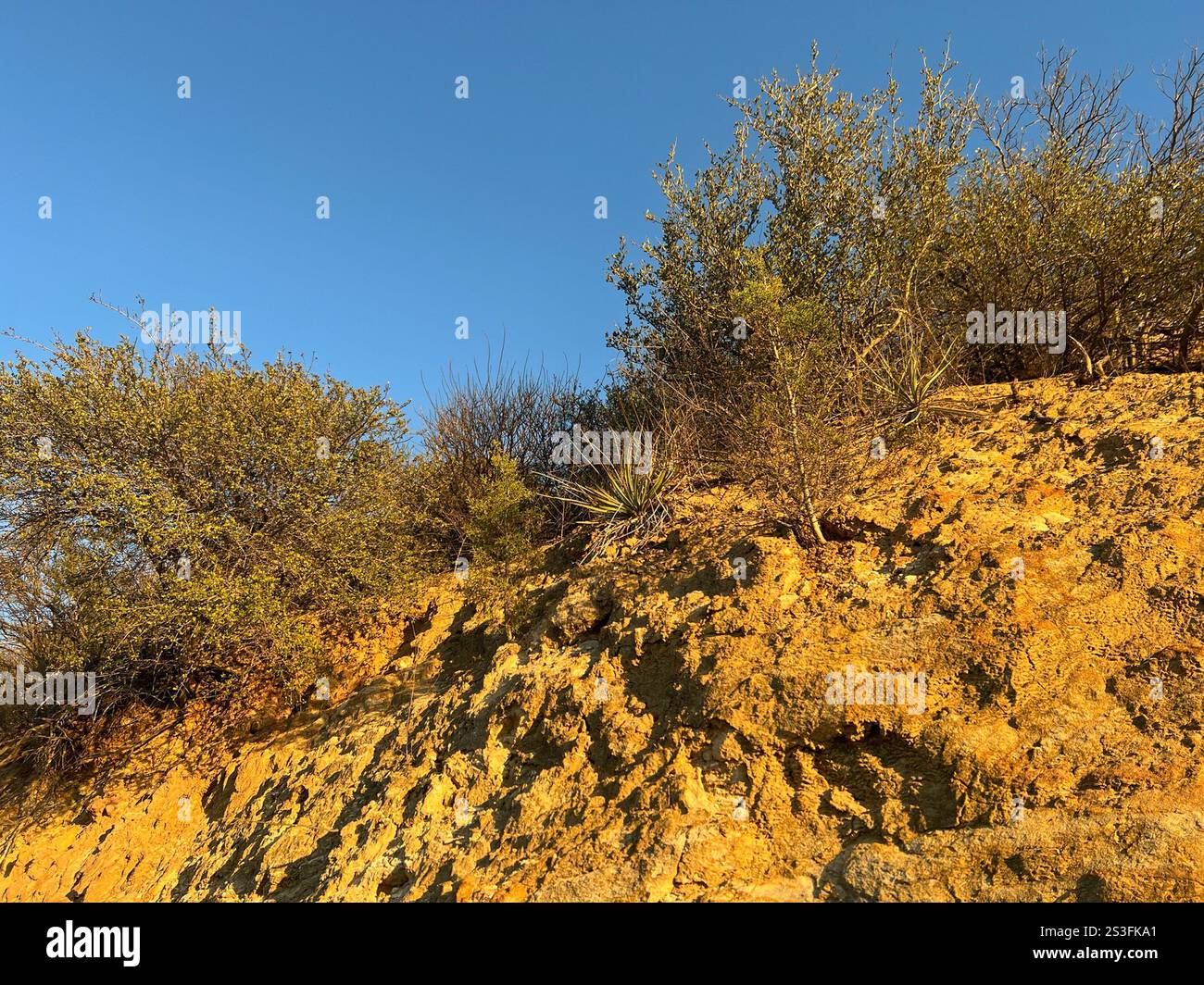 Tecate cypress (Hesperocyparis forbesii Stock Photo - Alamy