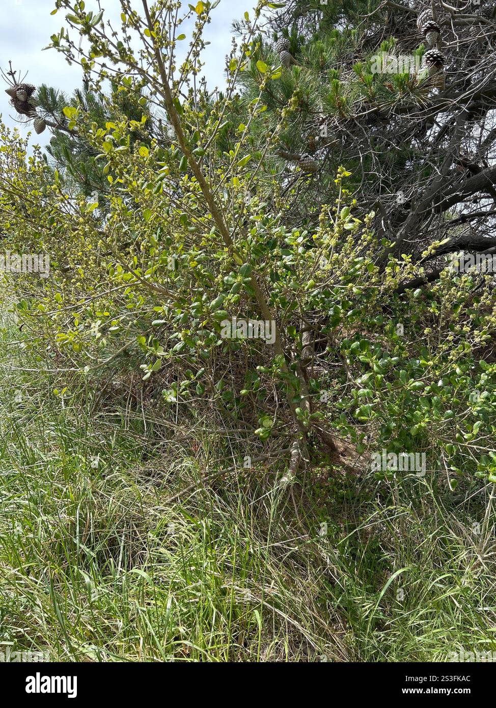 Coprosma repens hi-res stock photography and images - Alamy