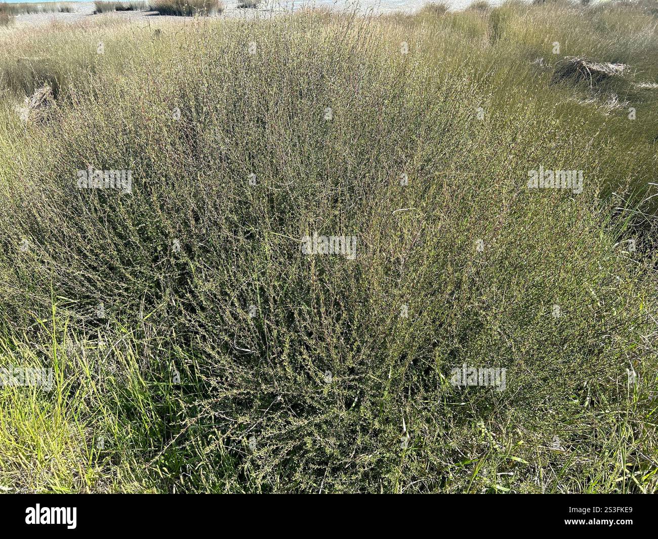 Makaka (Plagianthus divaricatus Stock Photo - Alamy