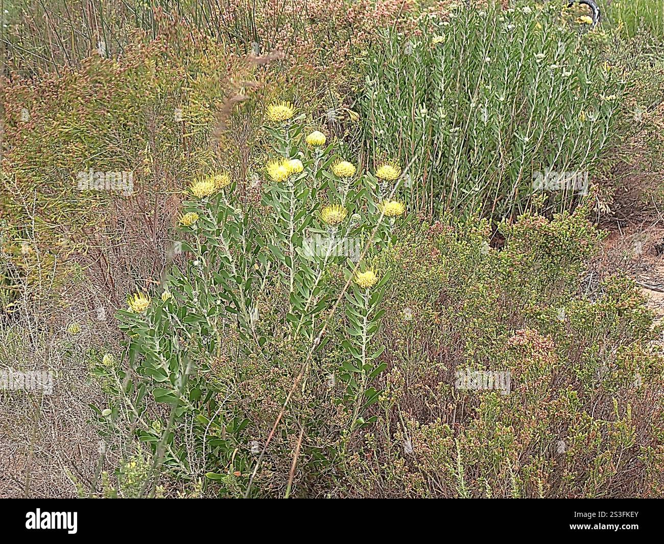 Albertinia Pincushion (Leucospermum muirii Stock Photo - Alamy