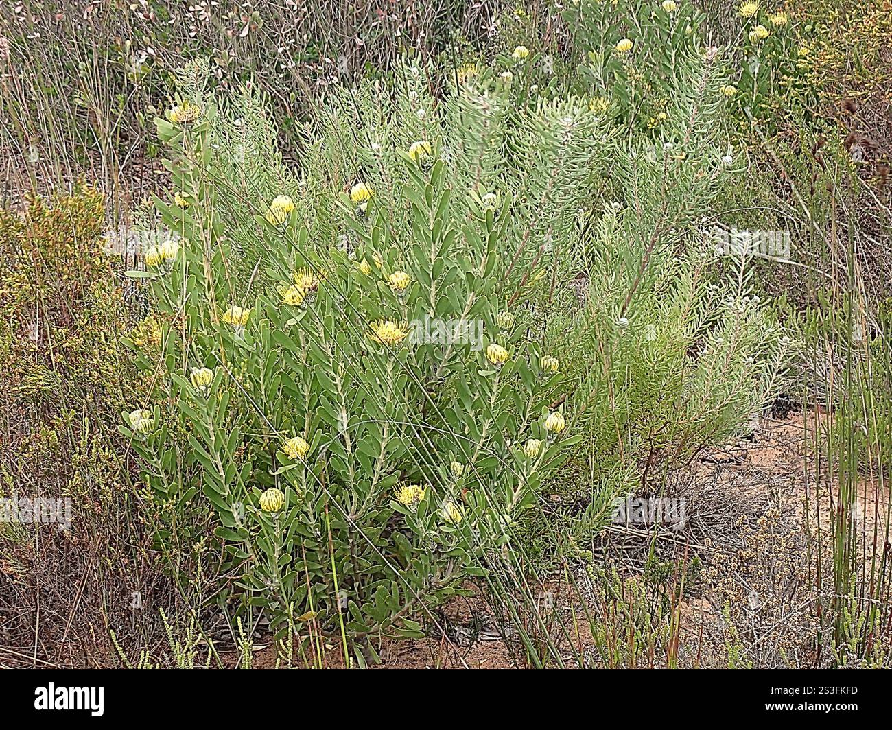 Albertinia Pincushion (Leucospermum muirii Stock Photo - Alamy