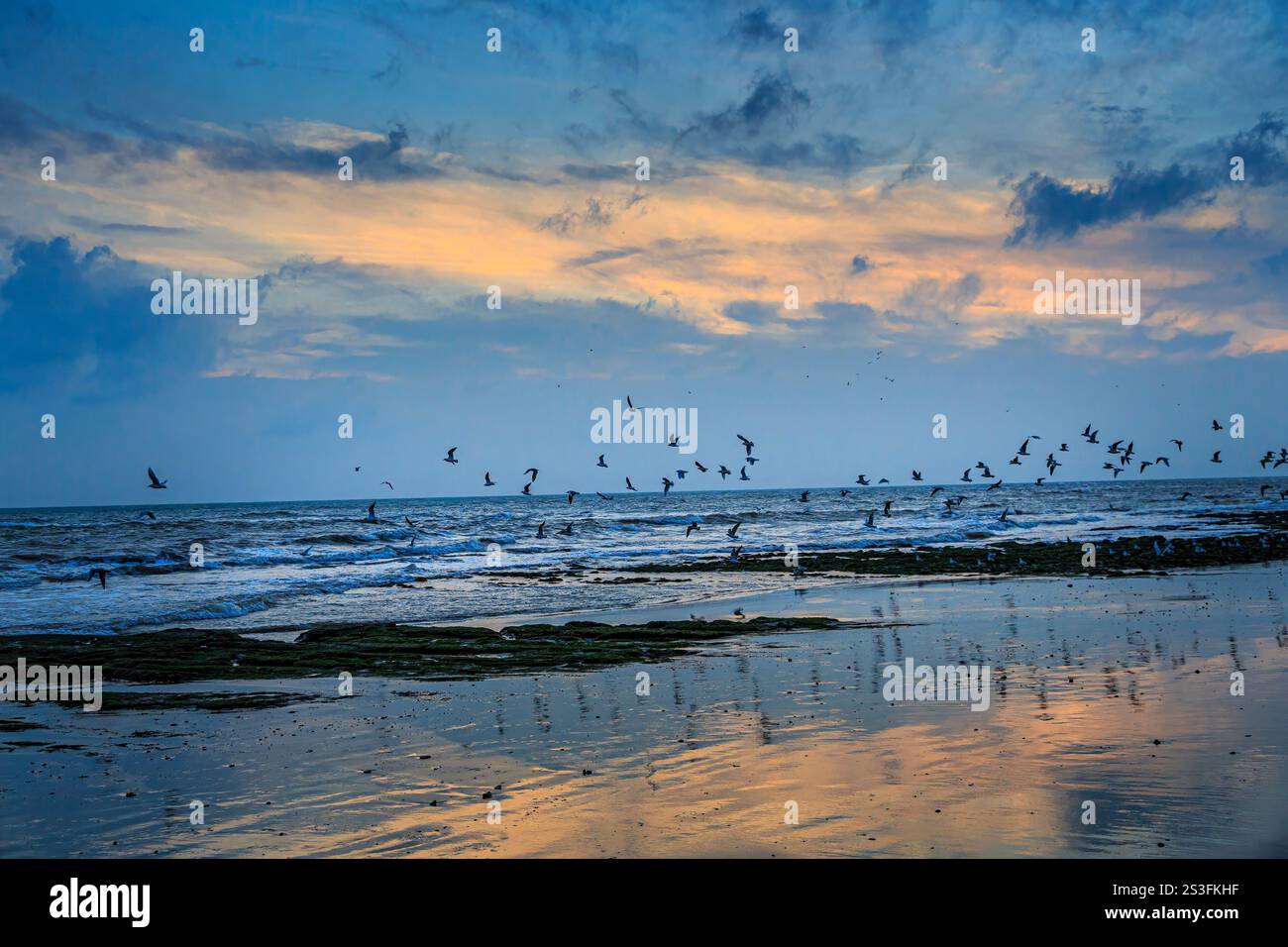 Seagulls flying at dusk on Brightstone Beach, Isle of Wight, England ...