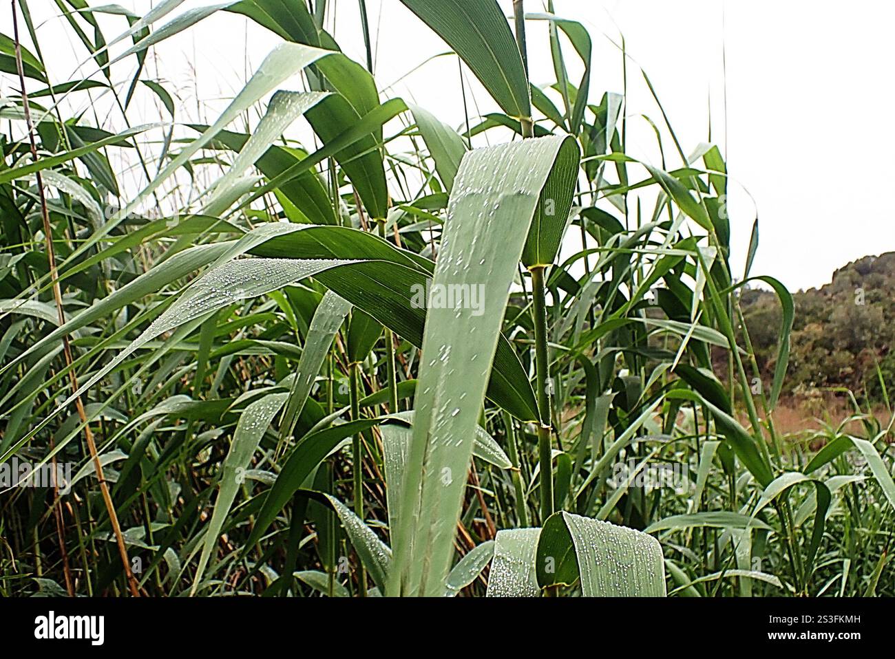 European reed (Phragmites australis australis Stock Photo - Alamy