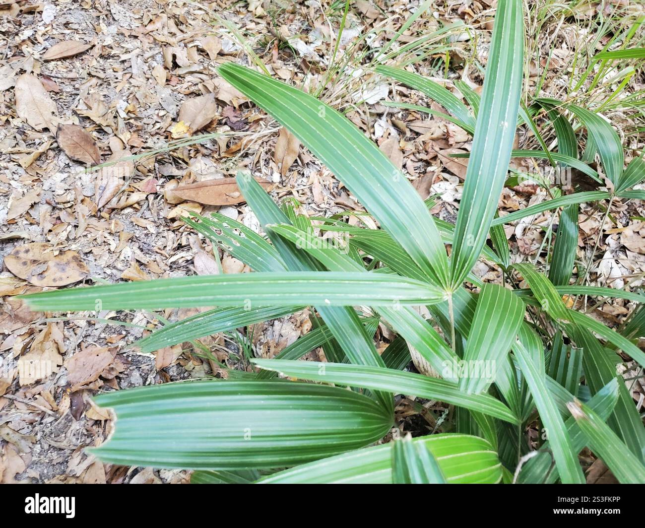 needle palm (Rhapidophyllum hystrix Stock Photo - Alamy