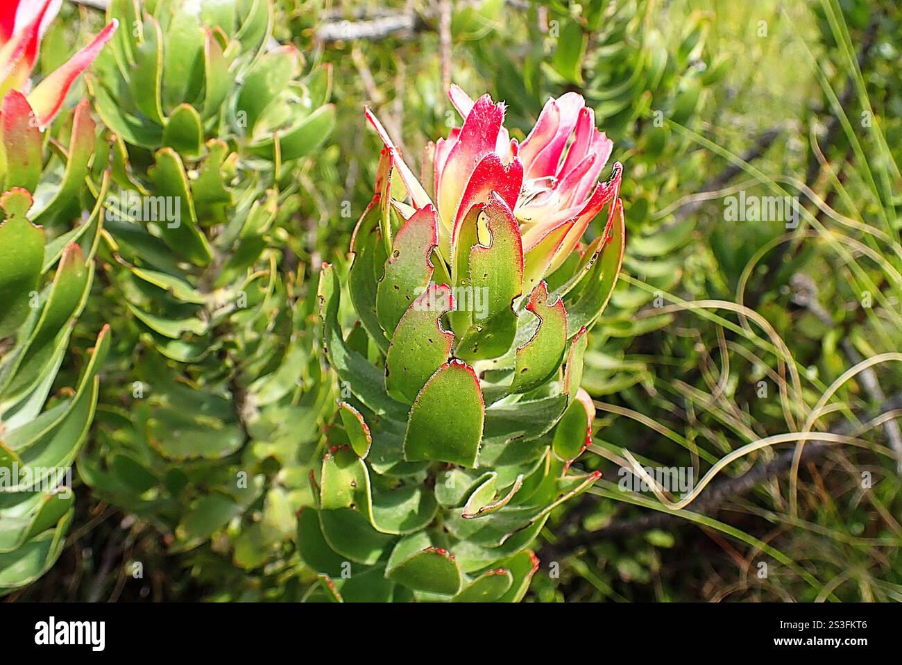 Common Pagoda (Mimetes cucullatus Stock Photo - Alamy