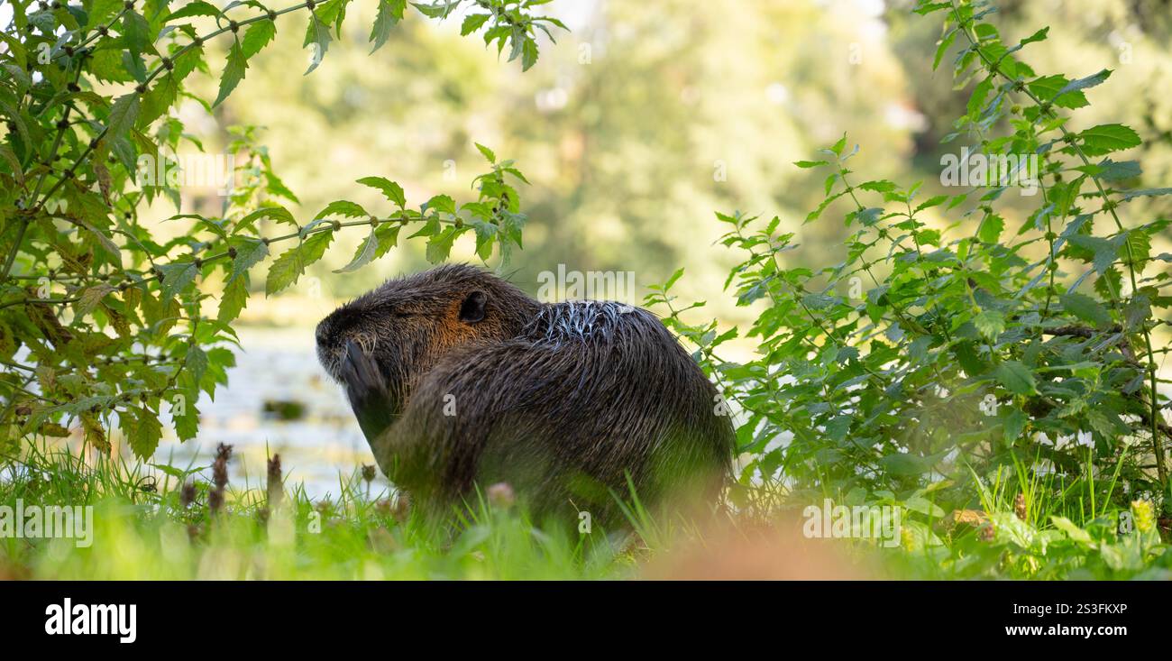 Nutria river rat, coypu herbivorous, semiaquatic rodent family ...