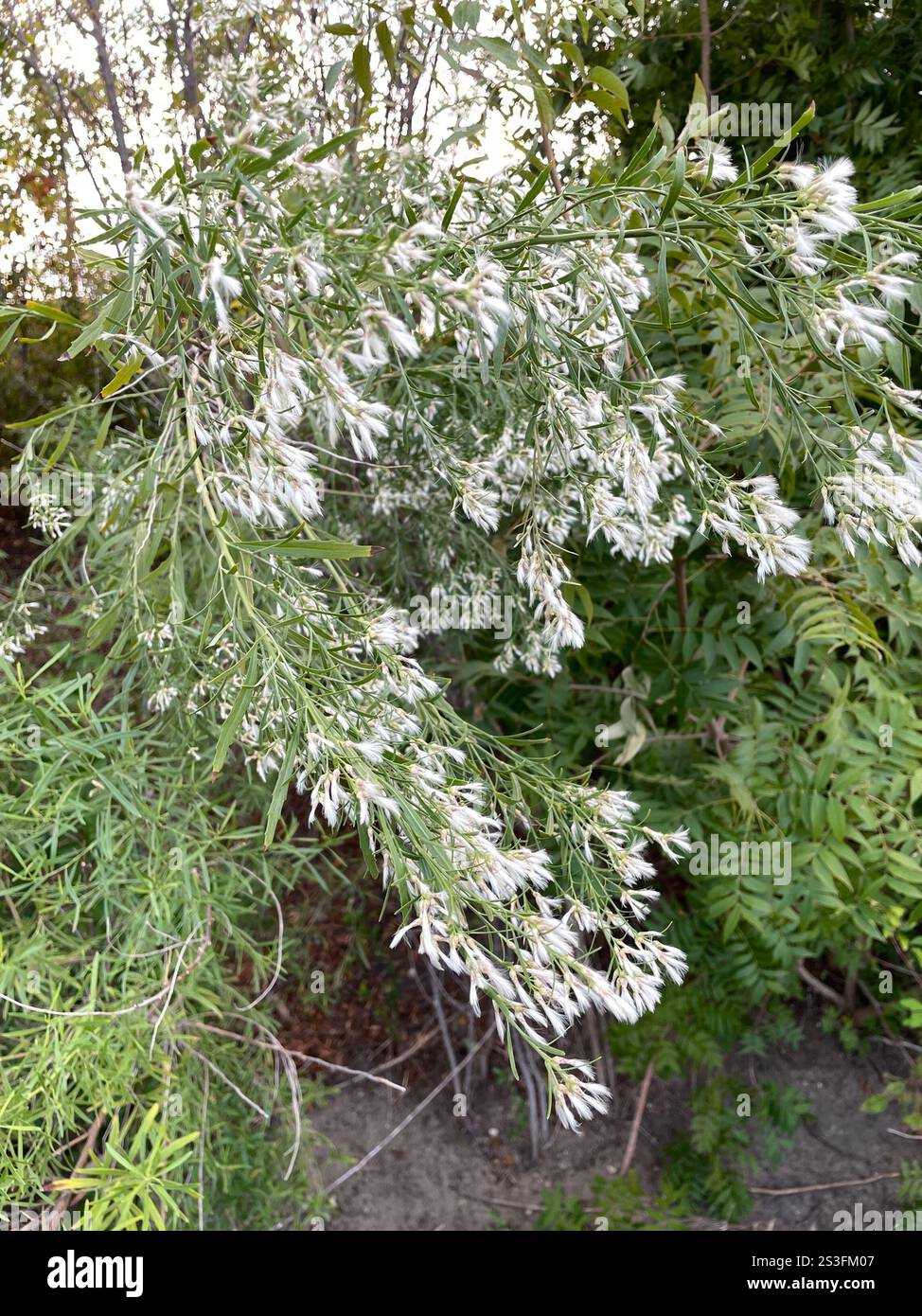 Poverty Weed (Baccharis neglecta Stock Photo - Alamy