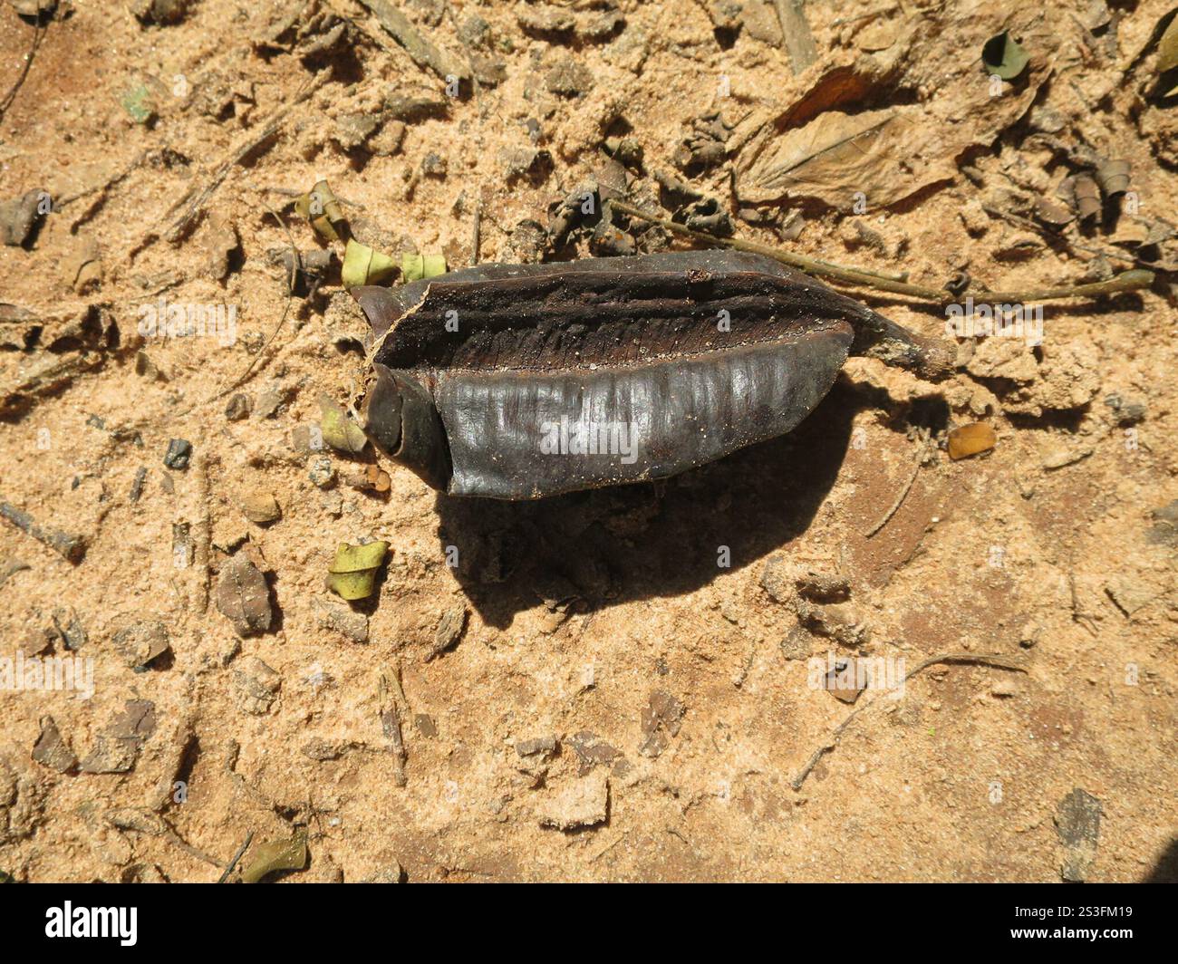 Tetrapleura tetraptera hi-res stock photography and images - Alamy