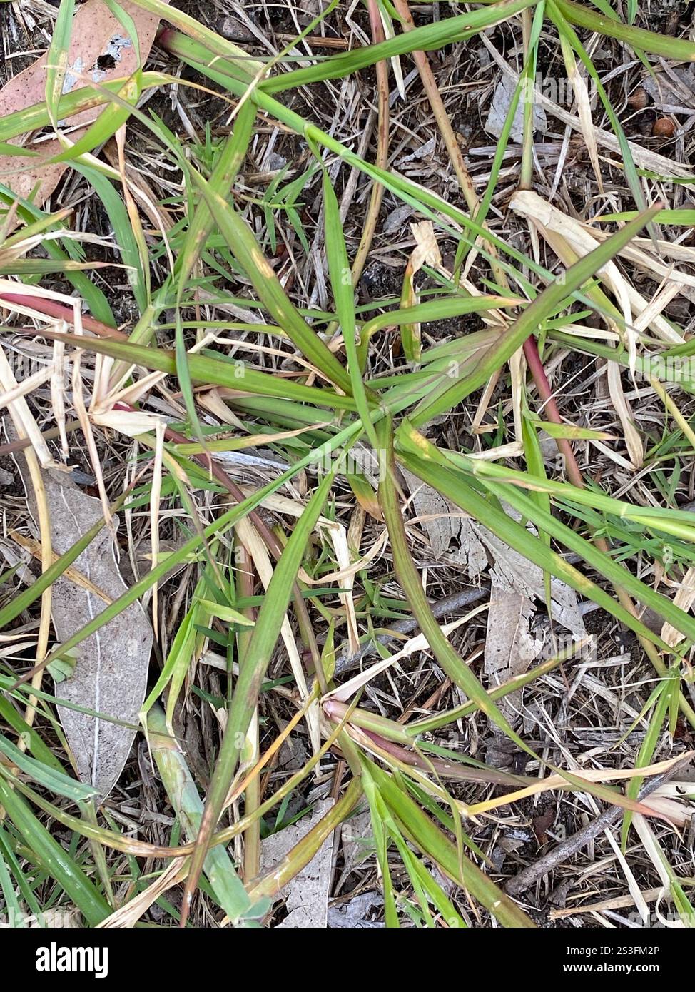 Rhodes Grass (Chloris gayana Stock Photo - Alamy