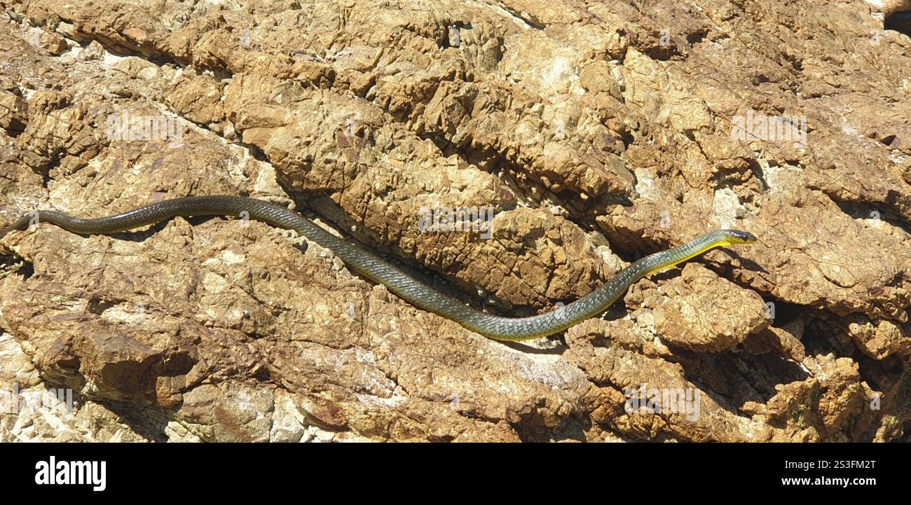 Common Tree Snake (Dendrelaphis punctulatus Stock Photo - Alamy