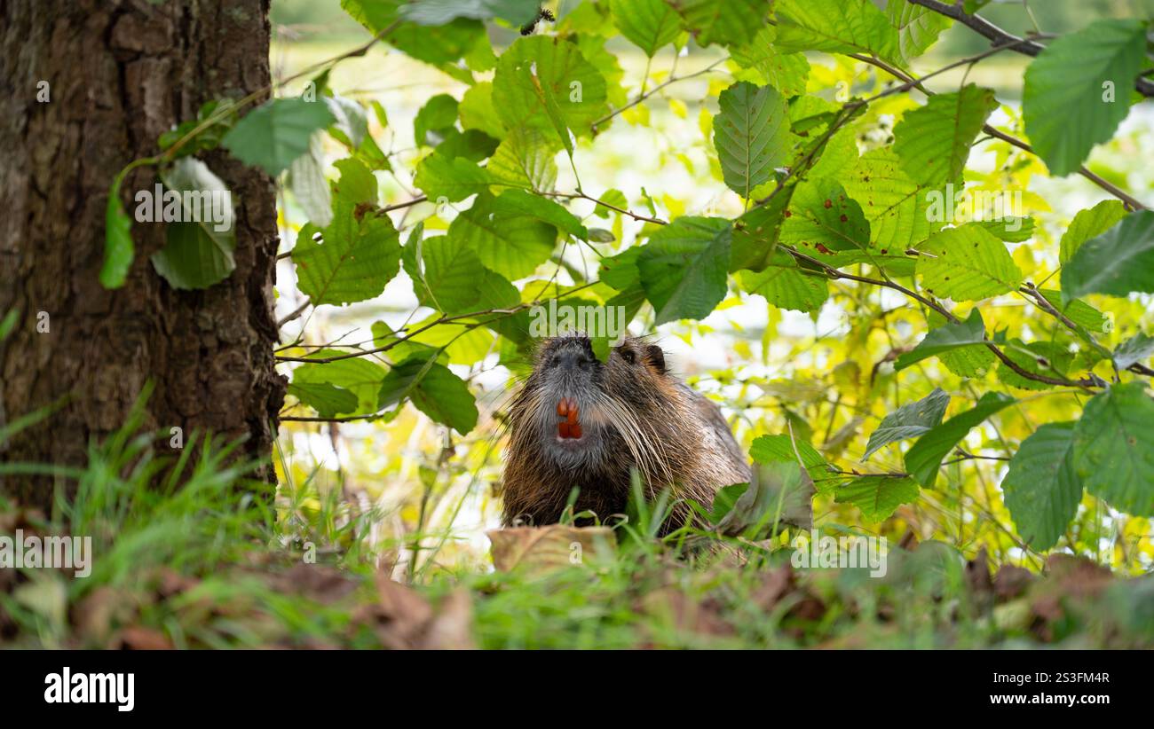 Nutria river rat, coypu herbivorous, semiaquatic rodent family ...