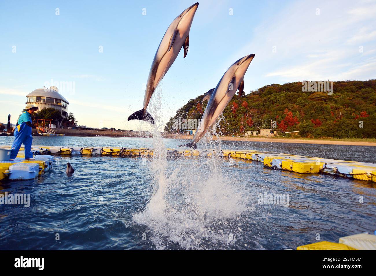 Dolphins perform tricks and jumps at the Japan Dolphin Centre, Shikoku ...