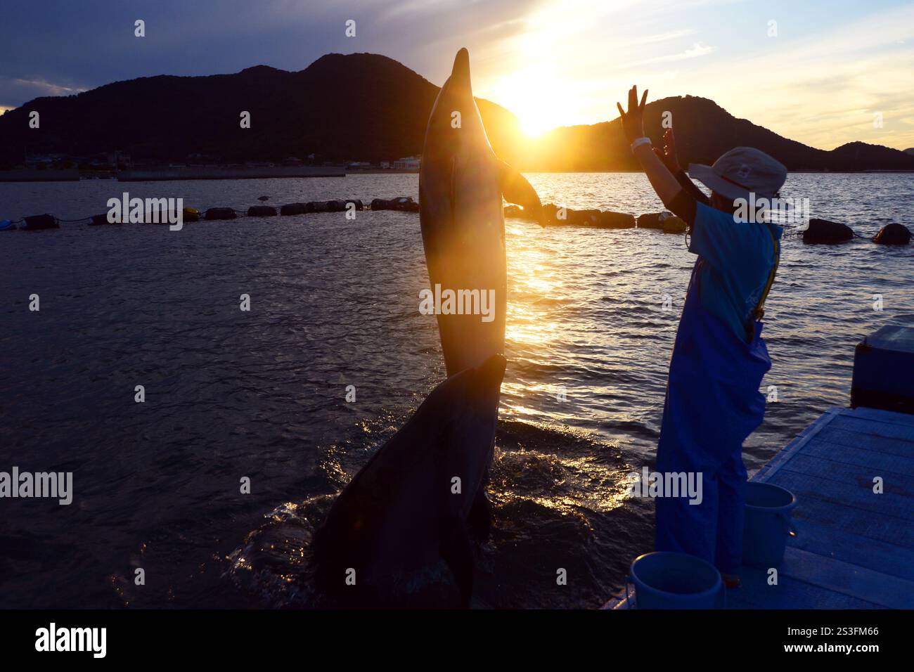 Dolphins perform tricks and jumps at the Japan Dolphin Centre, Shikoku ...