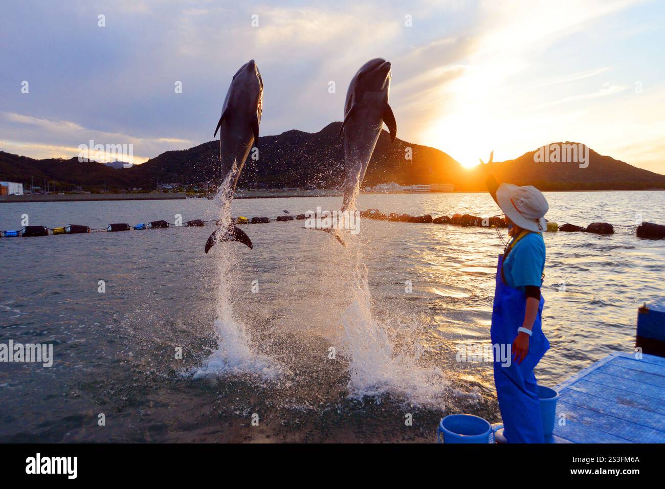 Dolphins perform tricks and jumps at the Japan Dolphin Centre, Shikoku ...