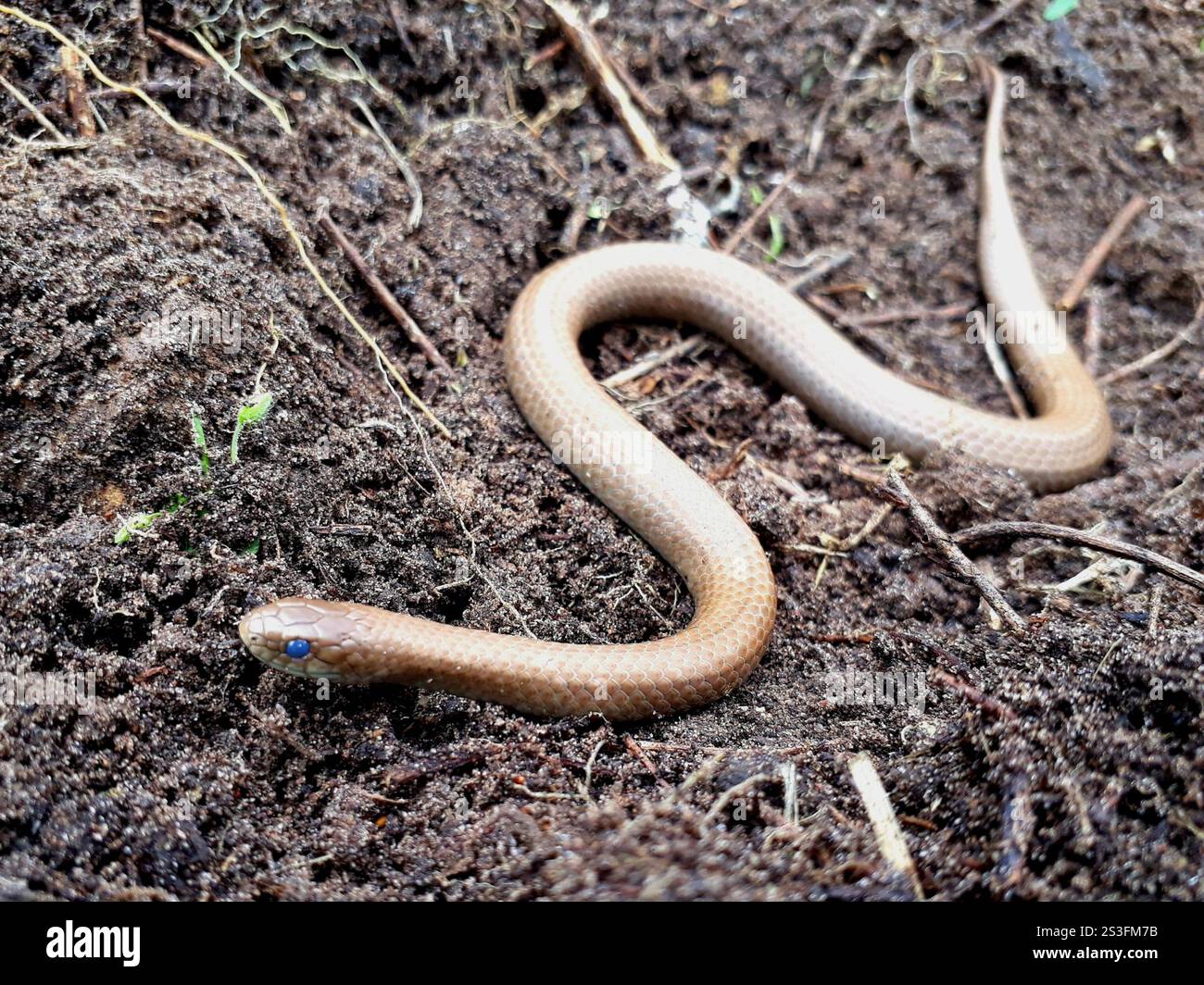 Common Slug-eater (Duberria lutrix Stock Photo - Alamy