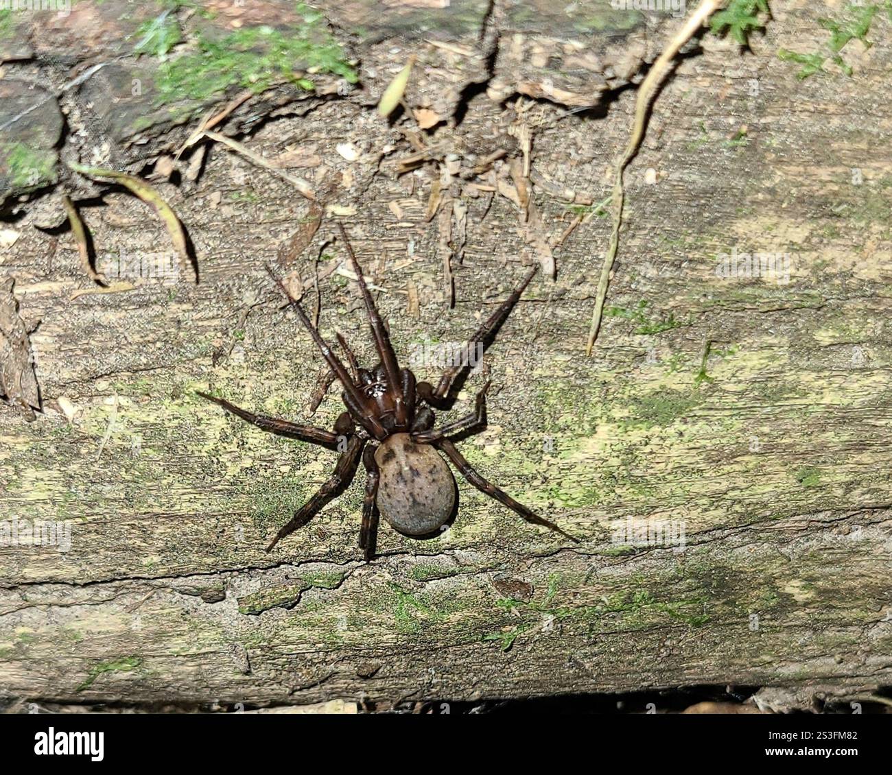 Sheetweb Spiders (Cambridgea Stock Photo - Alamy
