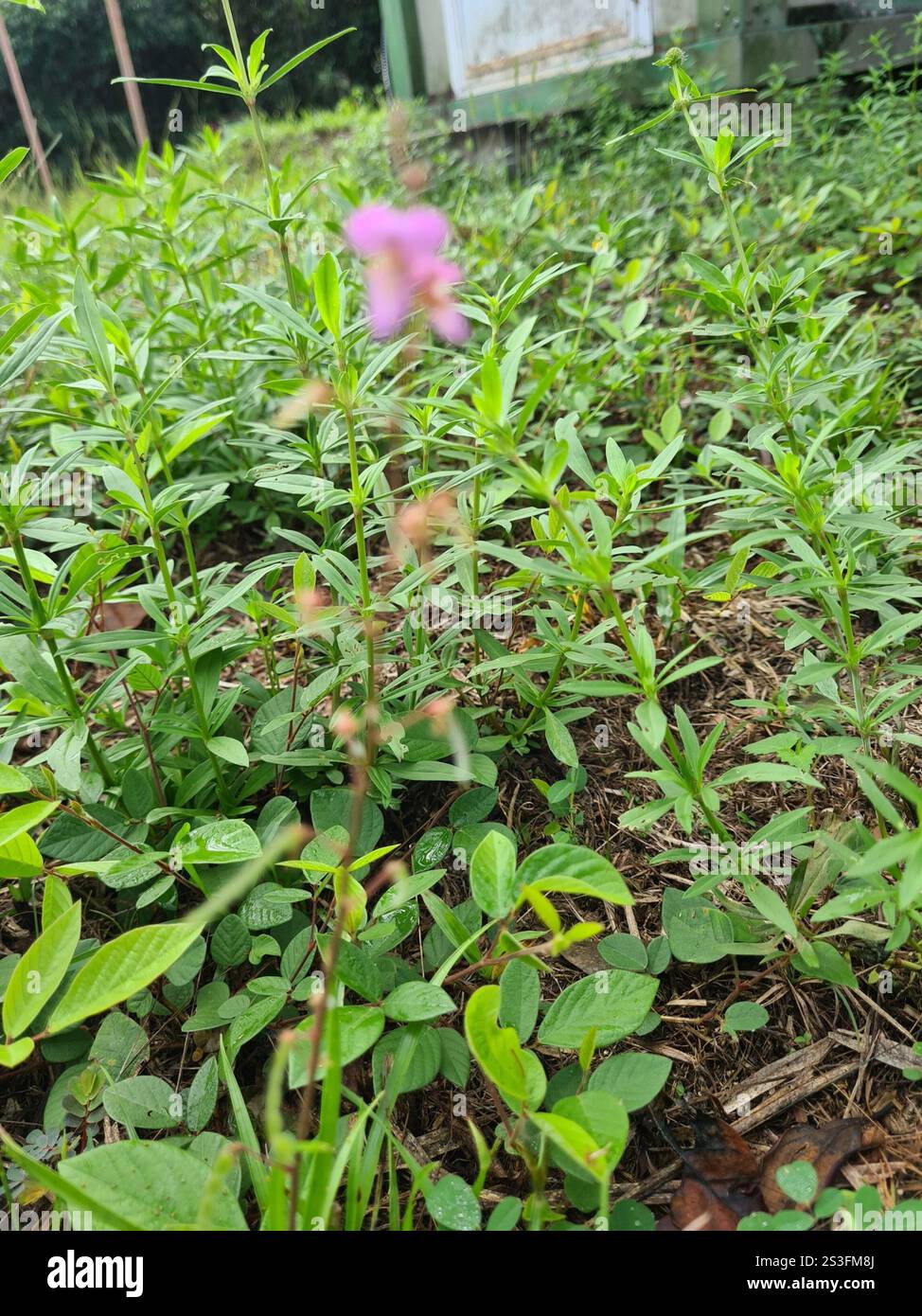 creeping beggarweed (Desmodium incanum Stock Photo - Alamy