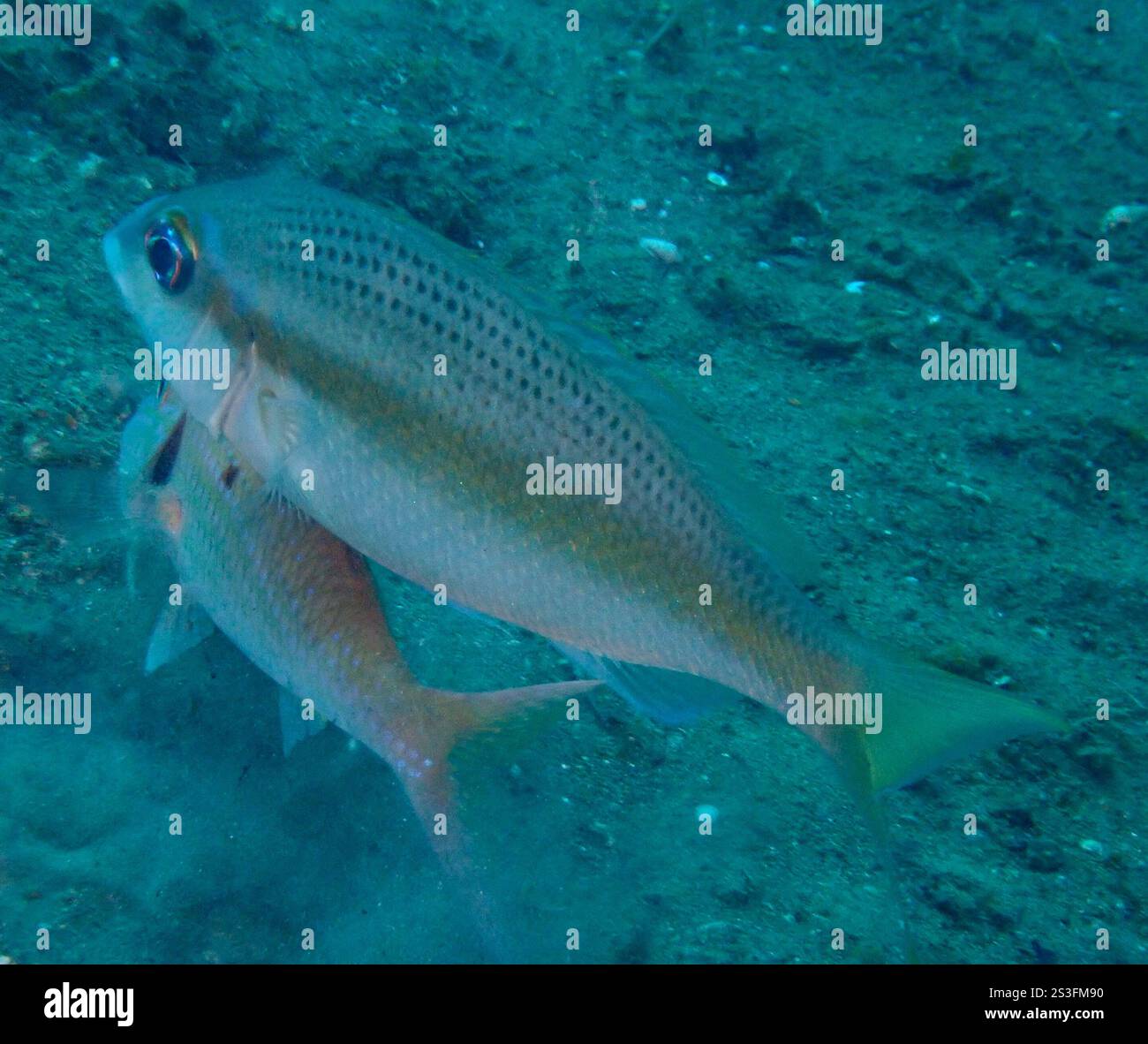 Pale Monocle Bream (Scolopsis affinis Stock Photo - Alamy