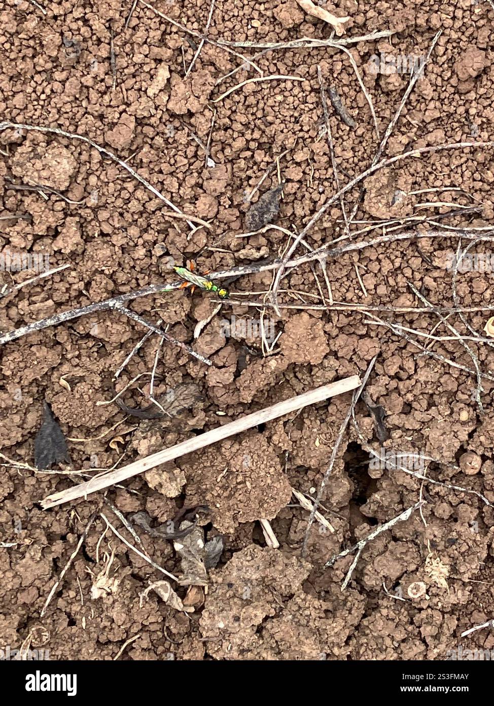 Emerald Cockroach Wasp (Ampulex compressa Stock Photo - Alamy