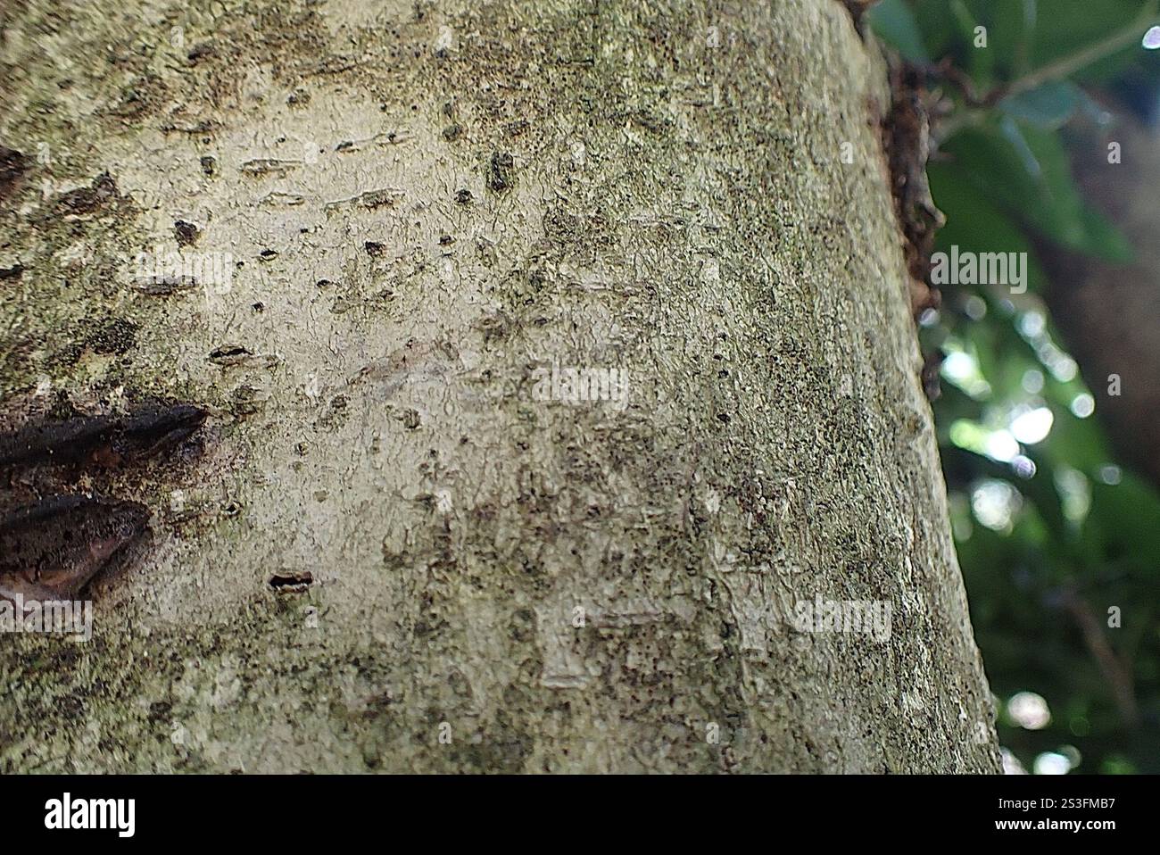 Cape Holly (Ilex mitis Stock Photo - Alamy