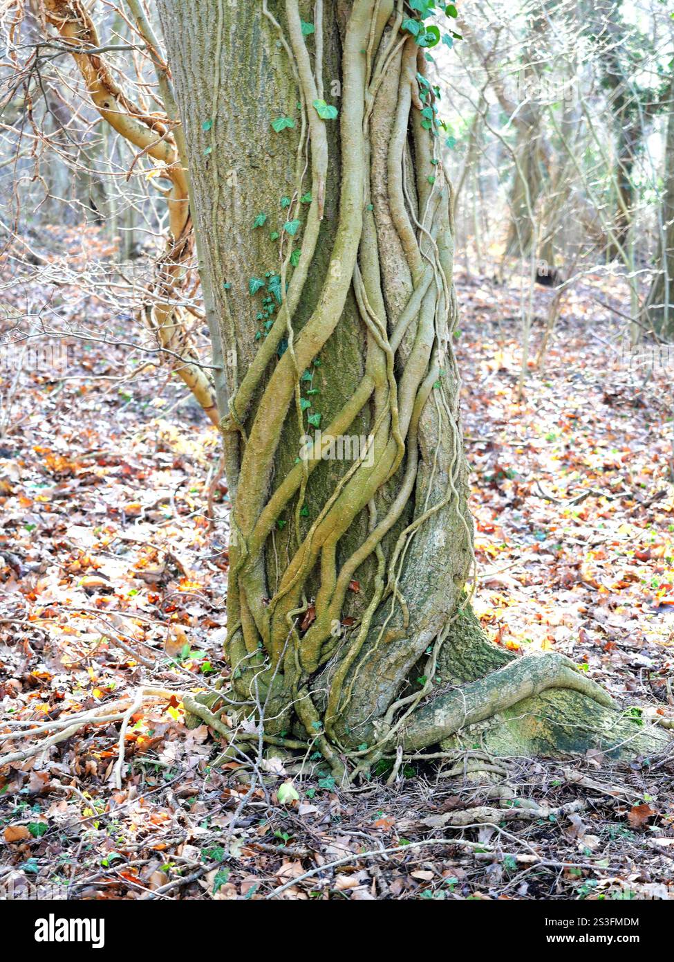 Ivy climbing plant struggles around the tree trunk. It provides habitat ...