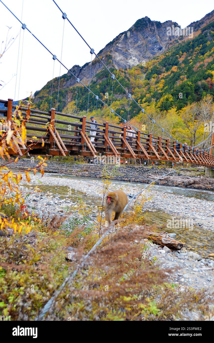 Snow monkey climbs a bridge Kamikochi National Park, Japan Stock Photo ...