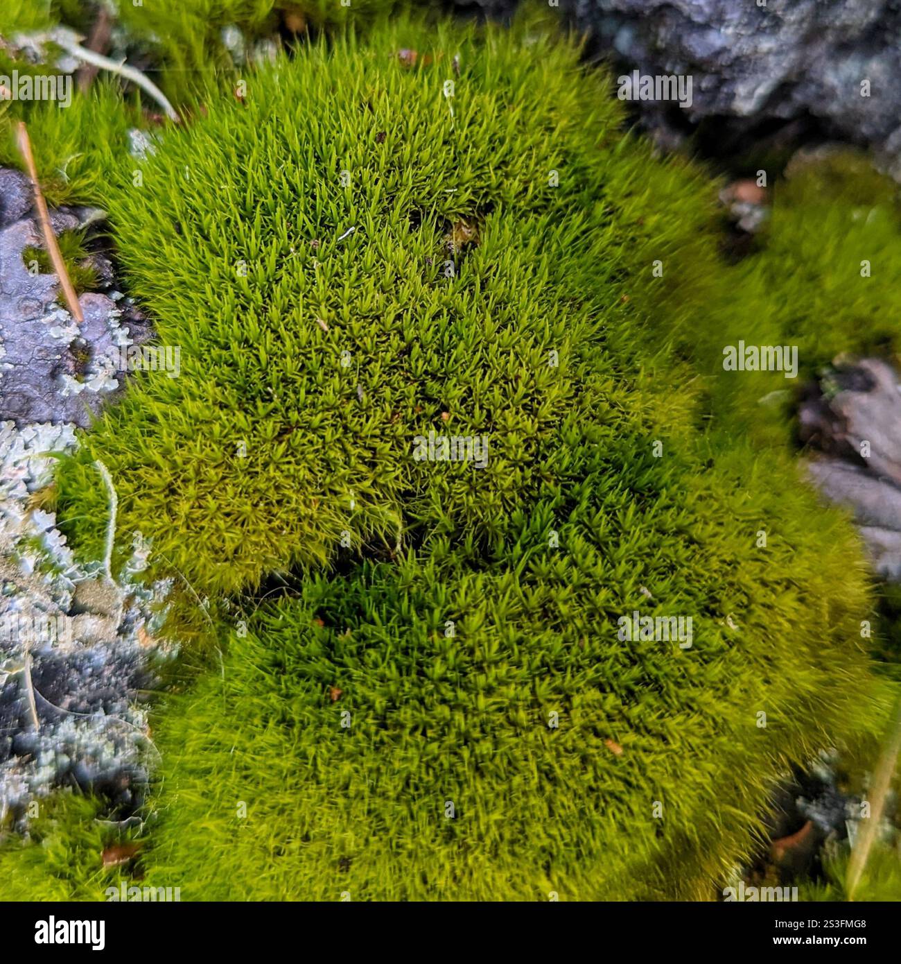 Common Pincushion (Dicranoweisia cirrata Stock Photo - Alamy