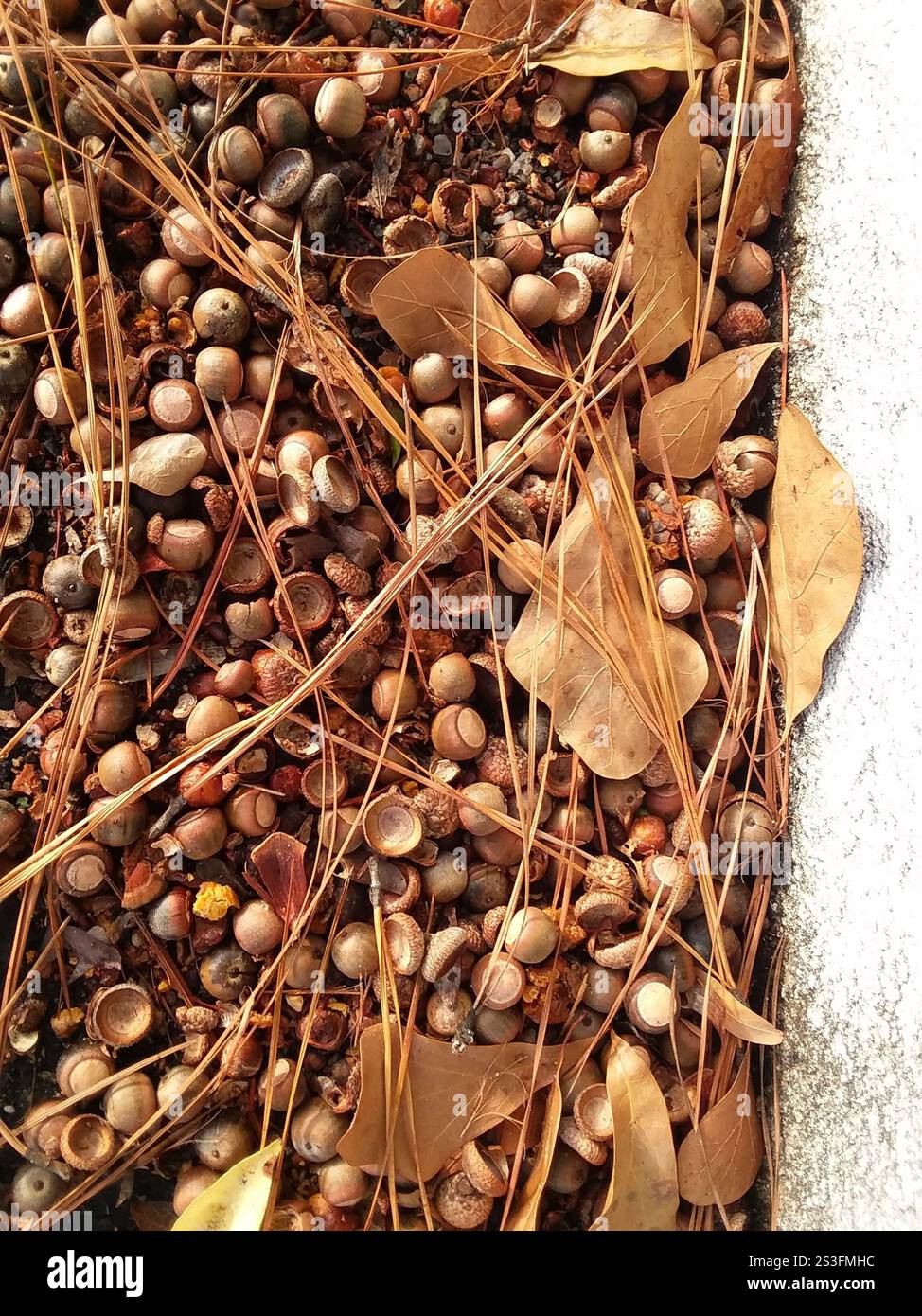 water oak (Quercus nigra Stock Photo - Alamy