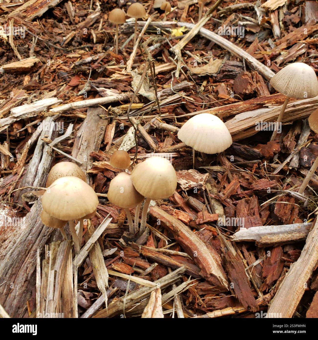 common conecap (Conocybe tenera Stock Photo - Alamy