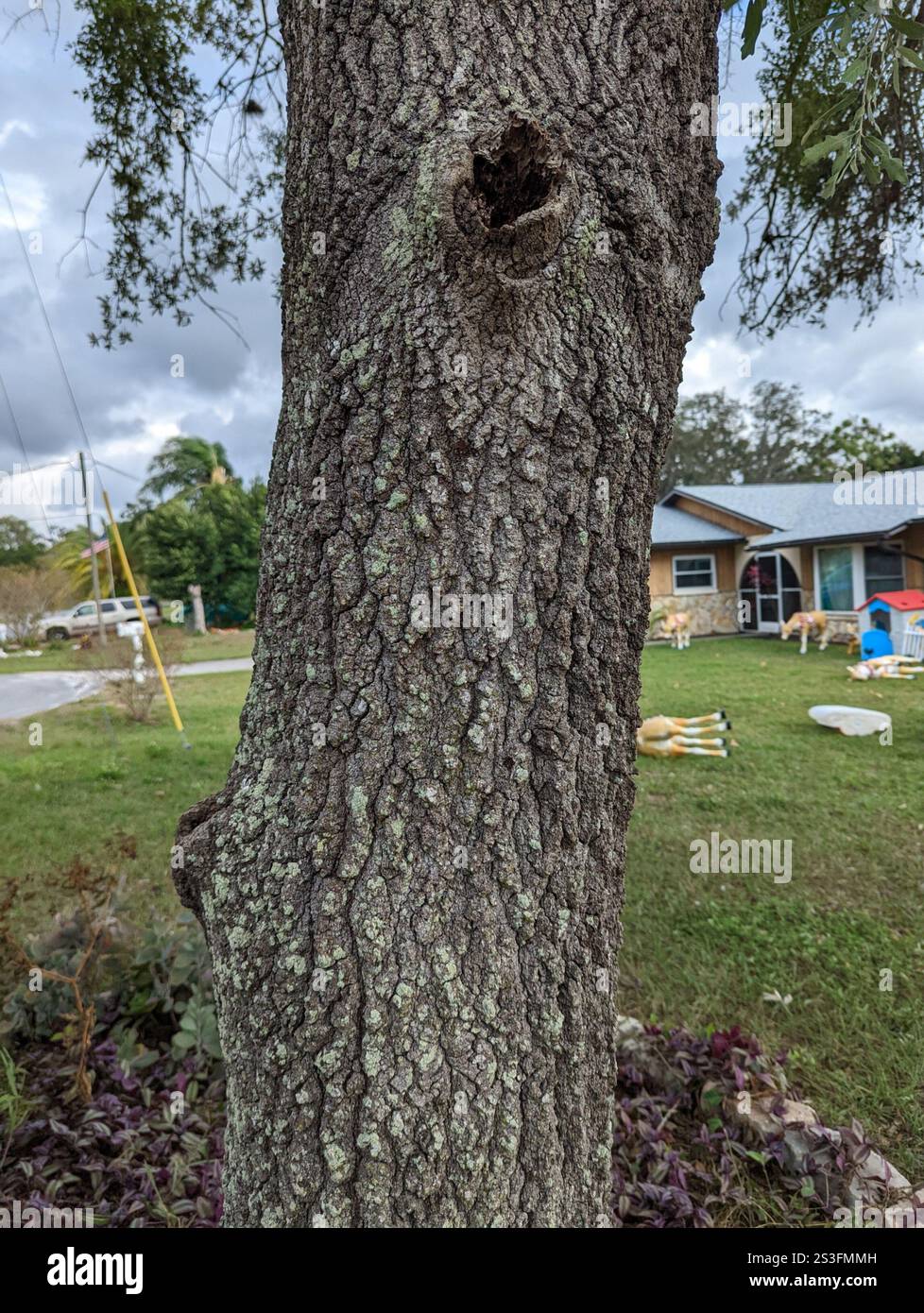 bluejack oak (Quercus incana Stock Photo - Alamy