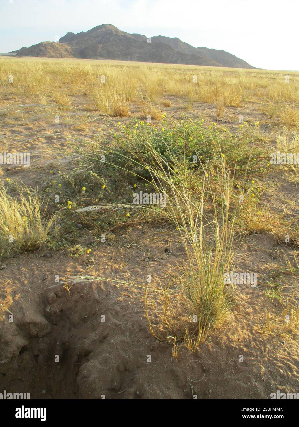 Cape Bushman Grass (Stipagrostis ciliata capensis Stock Photo - Alamy