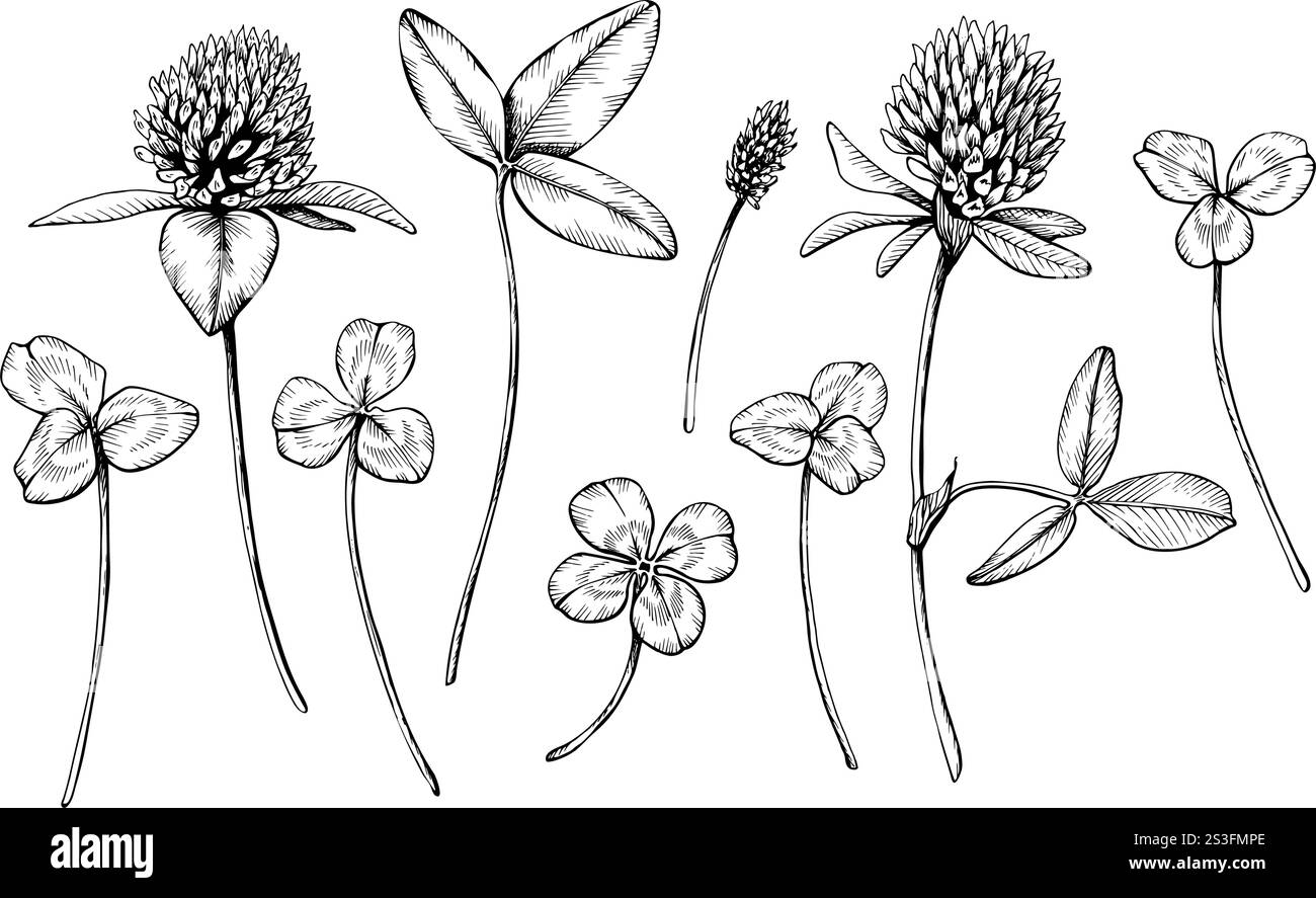 A set of wild flowering plant clover blooms and leaves. Hand drawn ...