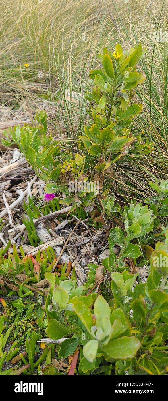 Bietou (Osteospermum moniliferum Stock Photo - Alamy